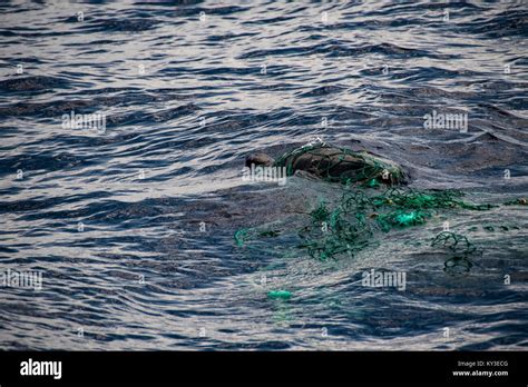 A Loggerhead Turtle Trapped In A Plastic Fishing Net In The Atlantic Ocean Is Rescued And Set