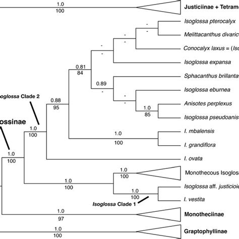 Details Of Relationships Among Members Of Isoglossinae Summarised From