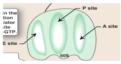 Translation And Post Translational Modification Flashcards Quizlet