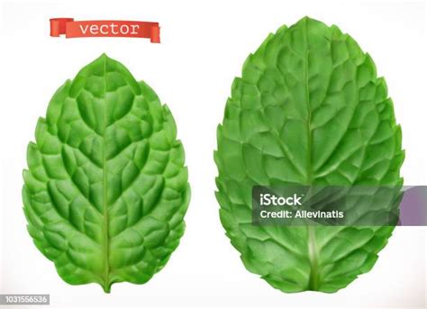 민트 잎 3d 현실 벡터 아이콘 박하 요리에 대한 스톡 벡터 아트 및 기타 이미지 박하 요리 흰색 배경 0명 Istock