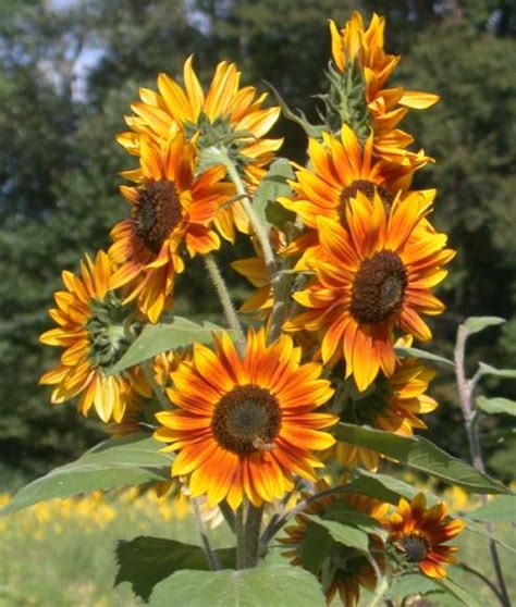 Sunflower Umass Amherst Greenhouse Crops And Floriculture Program