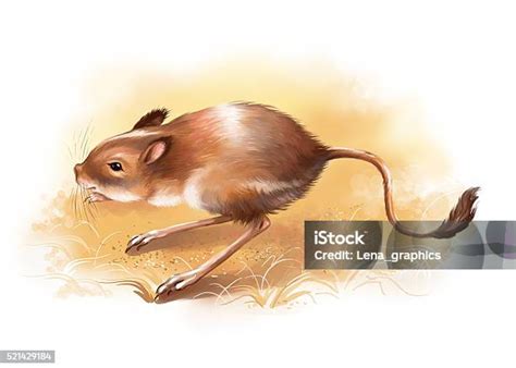 Jerboa Running In The Desert Digital Illustration Stock Illustration