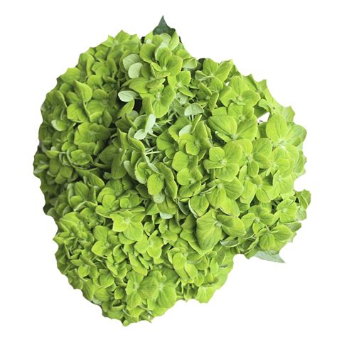 Hydrangea Select Emerald 40 Stems Per Box Paradise Flowers