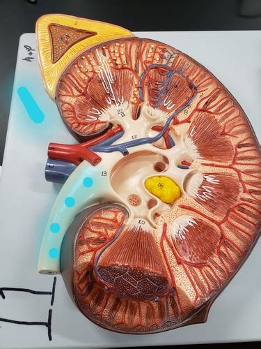 Lab 4 Flashcards Quizlet