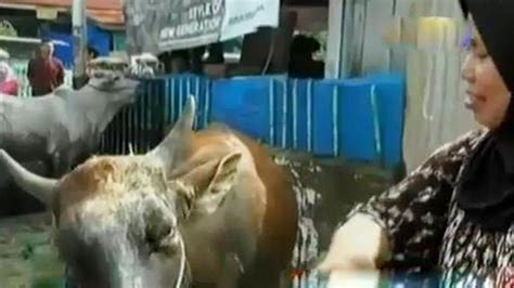 Video Sapi Ini Dibedaki Dan Mandi Kembang Sebelum Dikurbankan News