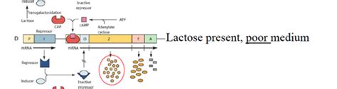 Micro Ch 10 Lac Operon Better Version Flashcards Quizlet