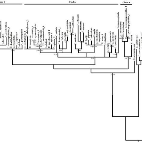 Consensus Tree Of Parsimony Analysis With Reduced Taxa Sampling