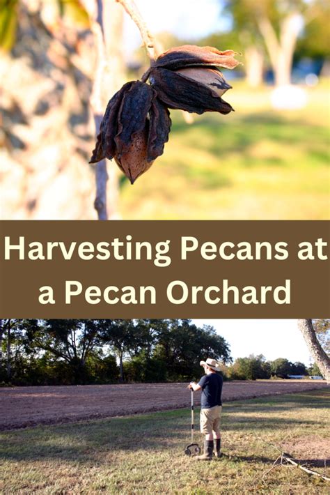 How To Harvest Pecans Life At A Pecan Orchard Home With The Hudsons