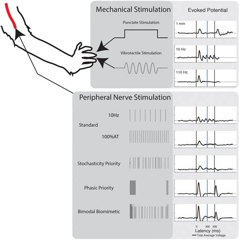 Frontiers Dynamic Peripheral Nerve Stimulation Can Produce Cortical Activation Similar To