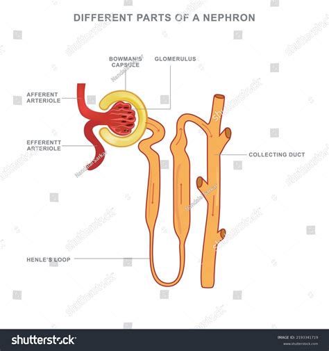 Simple Nephron Diagram Nephron Diagram Label Science Anatomy