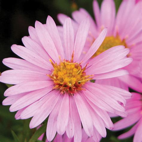 Aster Woods Pink Creekside Nursery Inc