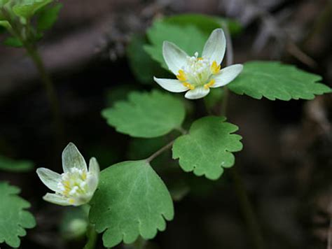 トウゴクサバノオ山の花野の花 M Rの山歩き