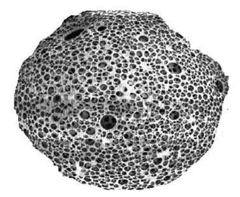 Highly Porous Nature Of Microsponges History Of Microsponge Download