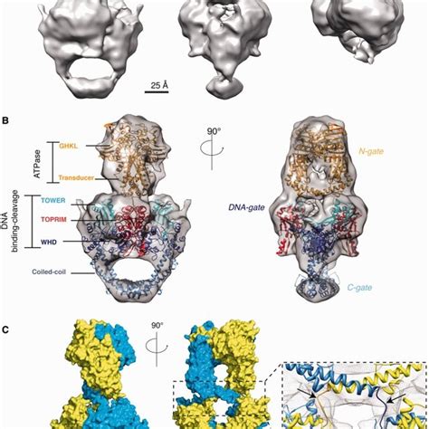 Dna Gyrase Supercoiling Catalytic Cycle In The Light Of Dna Gyrase Full