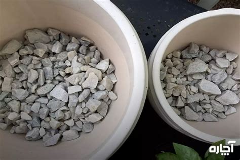 6 علت سیاه شدن برگ پتوس را بشناسید مجله وبسایت آچاره