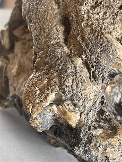 Need Help Identifying Fossils Fossil Id The Fossil Forum