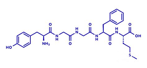 Polypeptide Molecule Structure