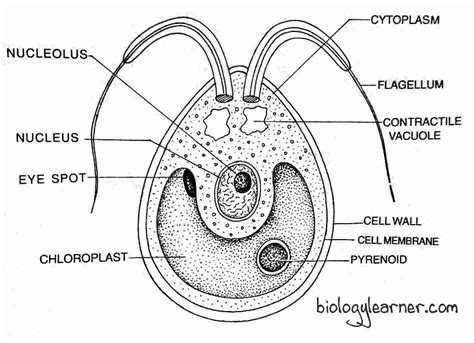 Volvox Features Occurrence Structure Reproduction