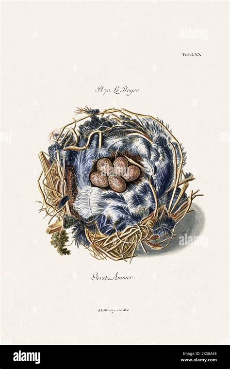Vintage Bird Nest Illustration From A Vintage Book Showcasing A