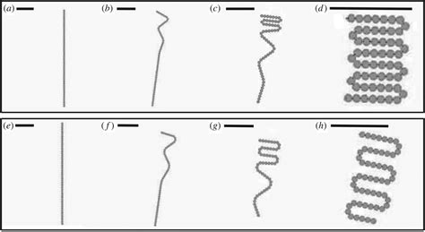 two simulations of chain actuation and reconfiguration a d 57 tile