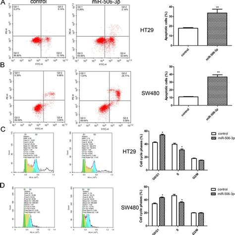 Mir 506 3p Regulates Cell Apoptosis And Cell Cycle In Crc Cells Cell