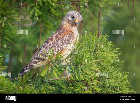 Red Shouldered Hawk Buteo Lineatus March In The Corkscrew Regional