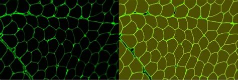 Instance Segmentation Of Cells And Nuclei Made Simple Using Deep