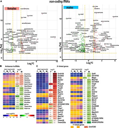 Frontiers Sexually Dimorphic Transcriptional Programs Of Early Phase Response In Regenerating