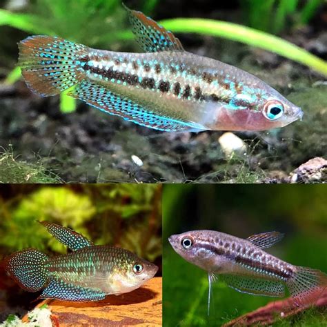 Pygmy Gourami