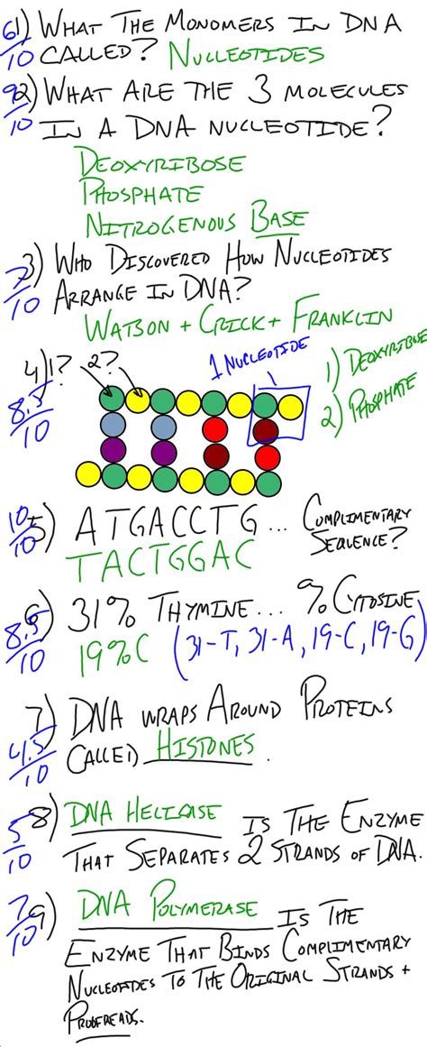 Dna Structure And Replication Worksheets