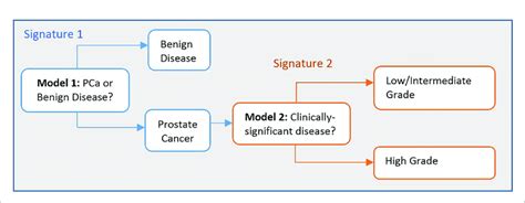 Flow Chart Illustrating The Process To Detect The Presence Of PCa And Download Scientific