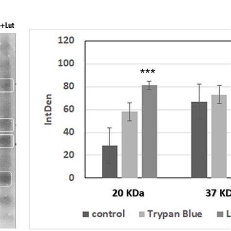 Sds Page Analysis A Edm Specimens Were Extracted In Lysis Buffer Under