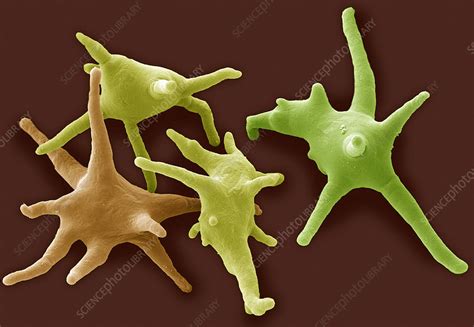 Amoeba Sem Stock Image Z1100249 Science Photo Library