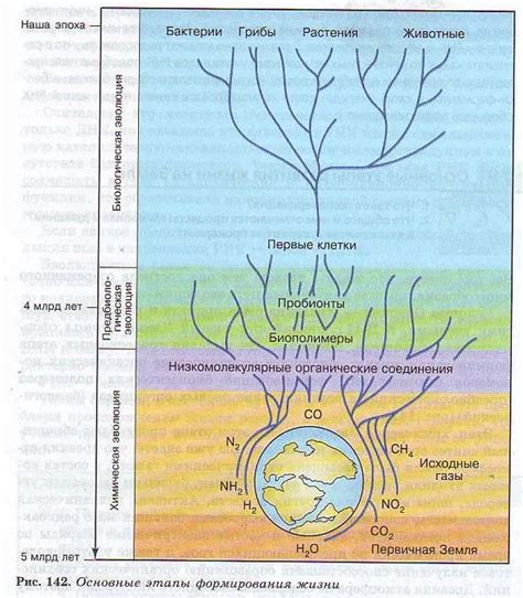 Основні етапи розвитку життя