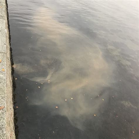 Watch How Sediment Is Transported With The Flow While Surface Waves