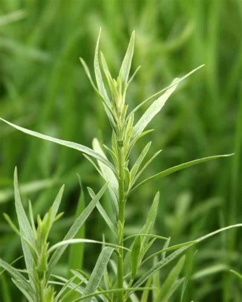10 Herbs That Come Back Every Year And 5 That Need Replanting Annually
