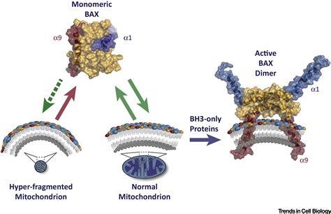 Physiological And Pharmacological Control Of Bak Bax And Beyond