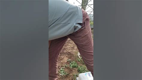 샤인 머스캣 🍇 포도농장 에 배관설치 Youtube