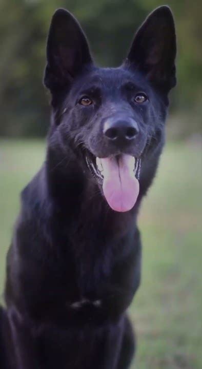 немецкая овчарка окрас черный ЭДИТ Youtube