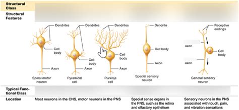 Neuron Classification Diagram Quizlet Neuron Classification Diagram Quizlet