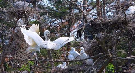 백로와 왜가리 구별법 Feat 상석리백로서식지 네이트뷰