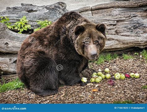 Brown Bear Ursus Arctos Arctos Posing And Eating Apples Stock Image