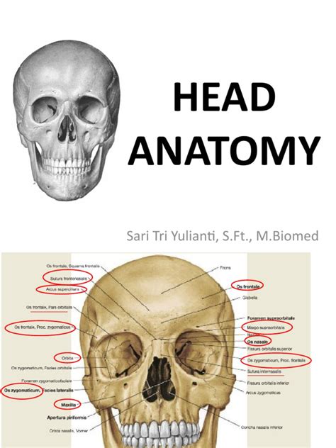 Head Anatomy Pdf