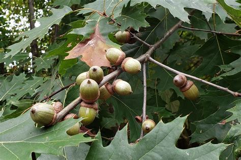Red Oak Acorn Size At Lindsay Mullen Blog