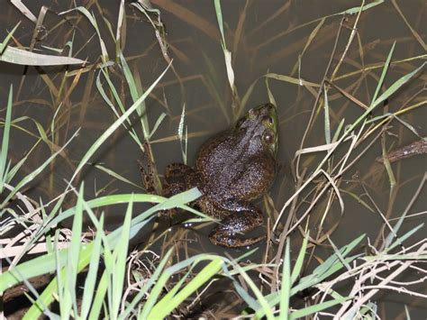 멸종위기종 개구리가 멸종위기인 이유 미스터리 공포 에펨코리아