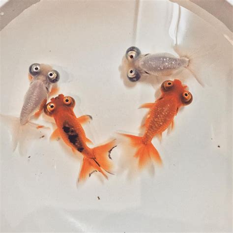 Top 25 Types Of Goldfish Popular Fancy And Rare