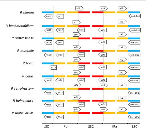 Figure 7 From Comparative Analysis Of The Chloroplast Genomes Of Eight Piper Species And
