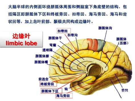 【实用】中枢神经系统功能解剖及定位 脑医汇