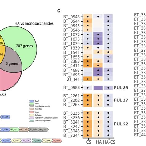 Transcriptomics Does Not Indicate A Separate Pathway For Ha Download Scientific Diagram