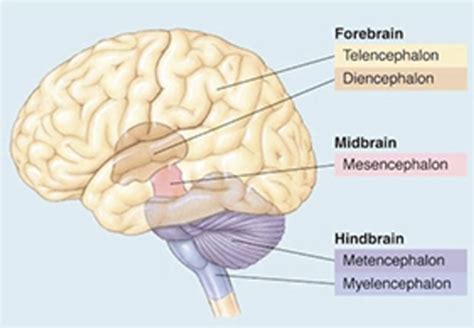 Brain Gross Anatomy Flashcards Quizlet